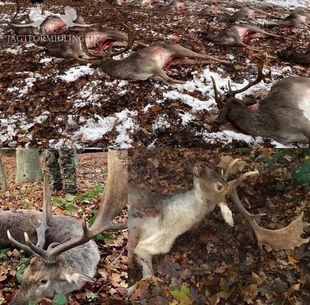 TRYKJAGT PÅ ET AF DANMARKS BEDSTE DÅVILDT TERRÆNER