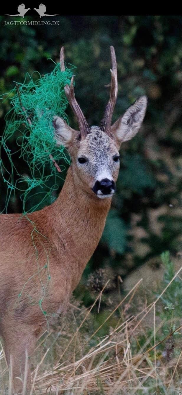 3st bockar i Skåne & Ön Ven ska skjutas!