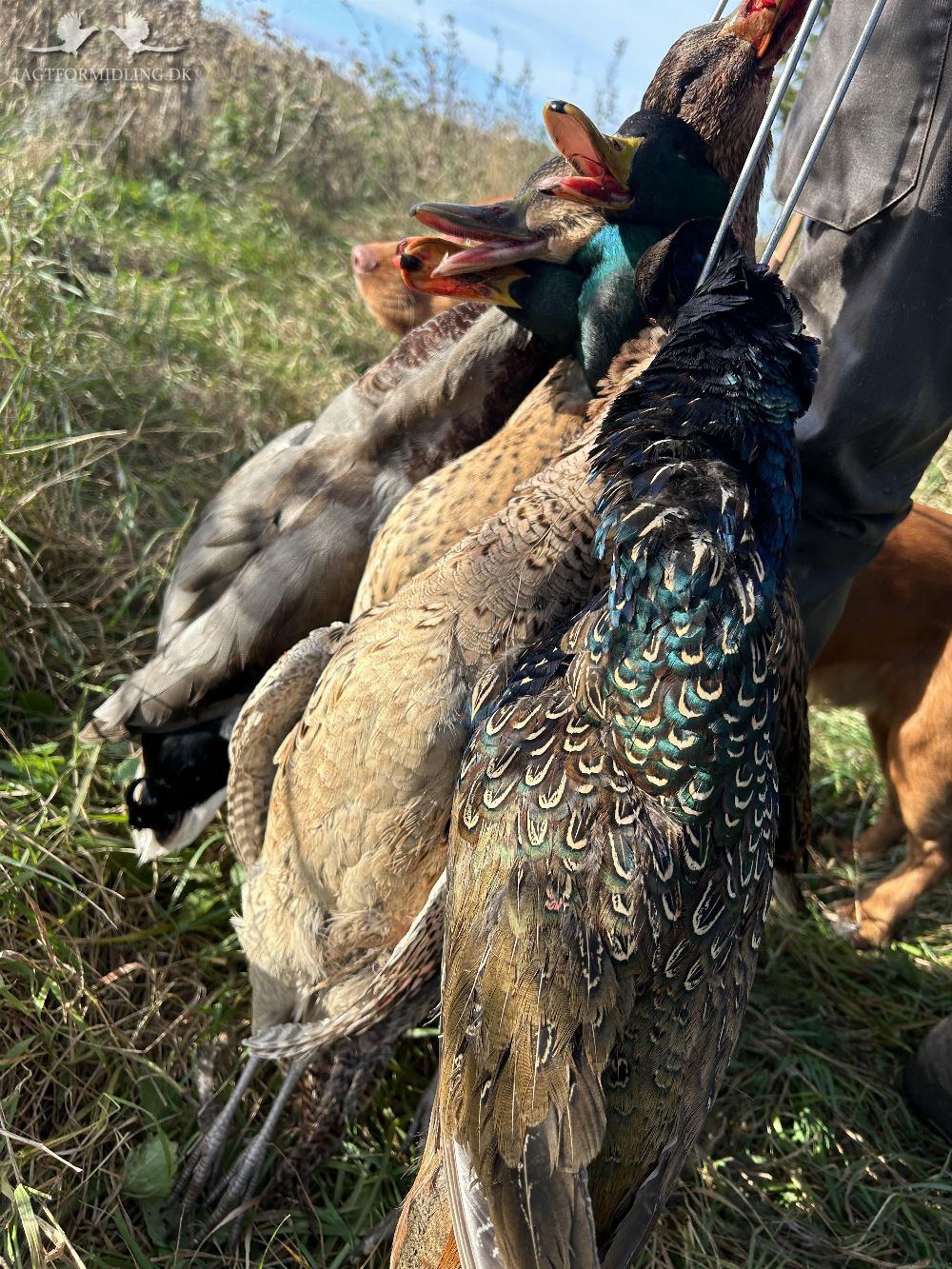 And jakt