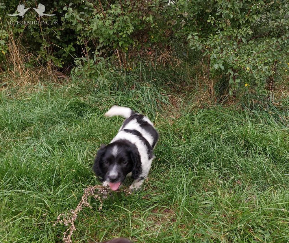 Salgsklare Ft. Springer Spaniels