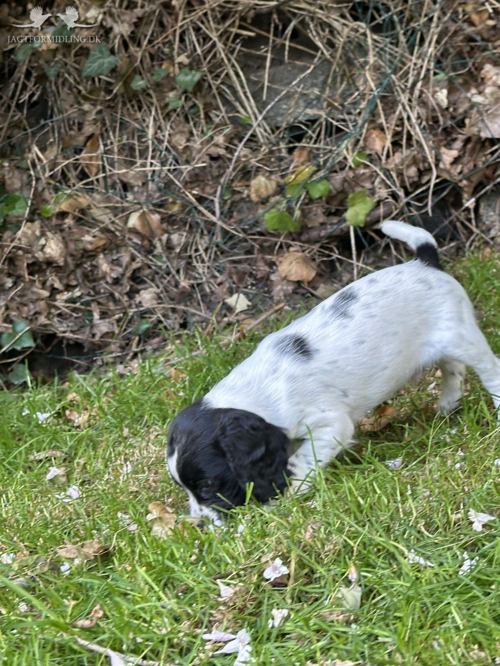 FT Cocker