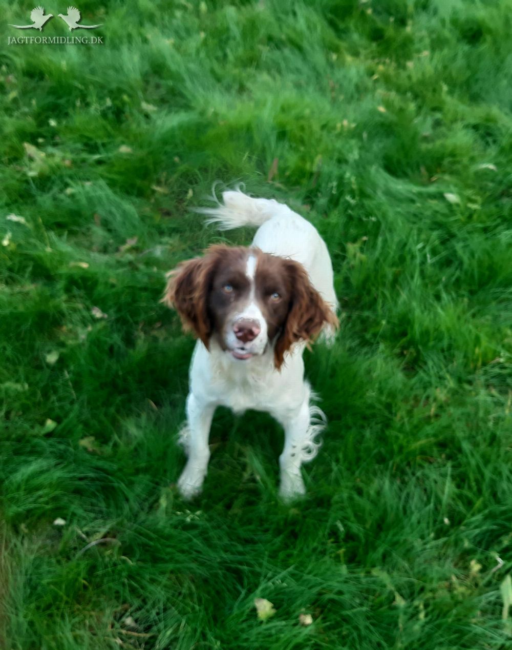 F.T Springer Spaniel