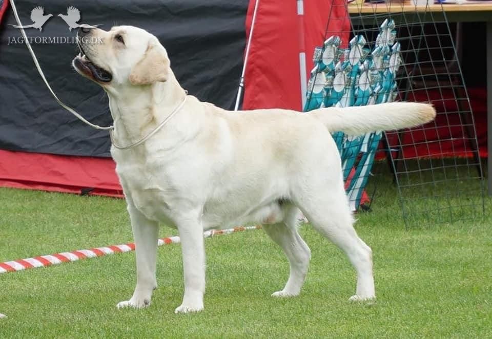 Labrador hvalpe