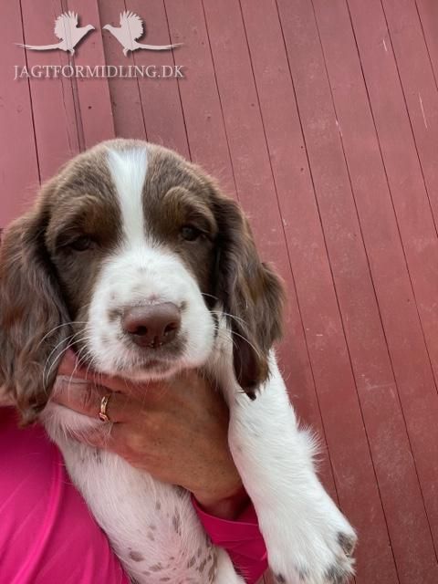 Field Trial Springer Spaniel