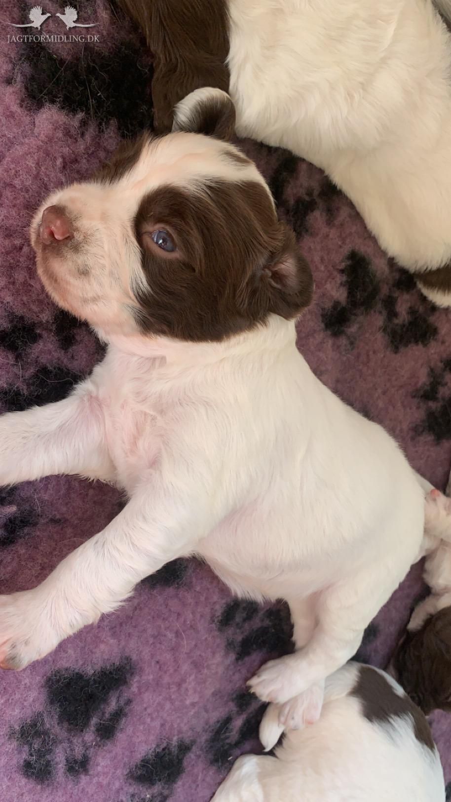 FT. Springer spaniels hvalpe