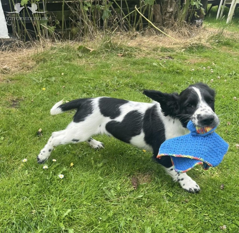 Springer Spaniel Hvalpe