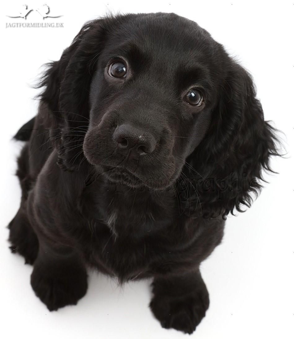 Engelsk FT-Cocker Spaniel tæve hvalp søges.