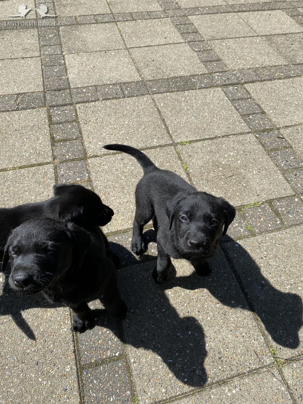 Labrador Retriver Formel 1 han hvalp