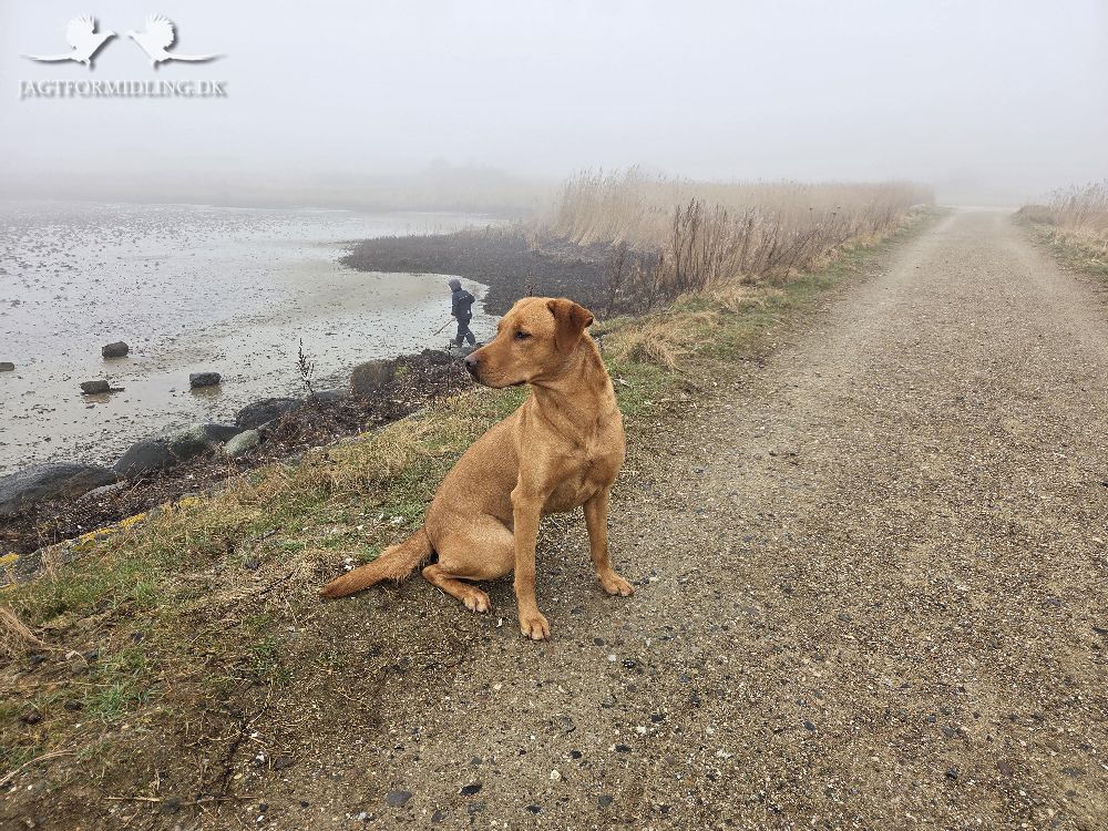 Fox red labrador retriver hvalp