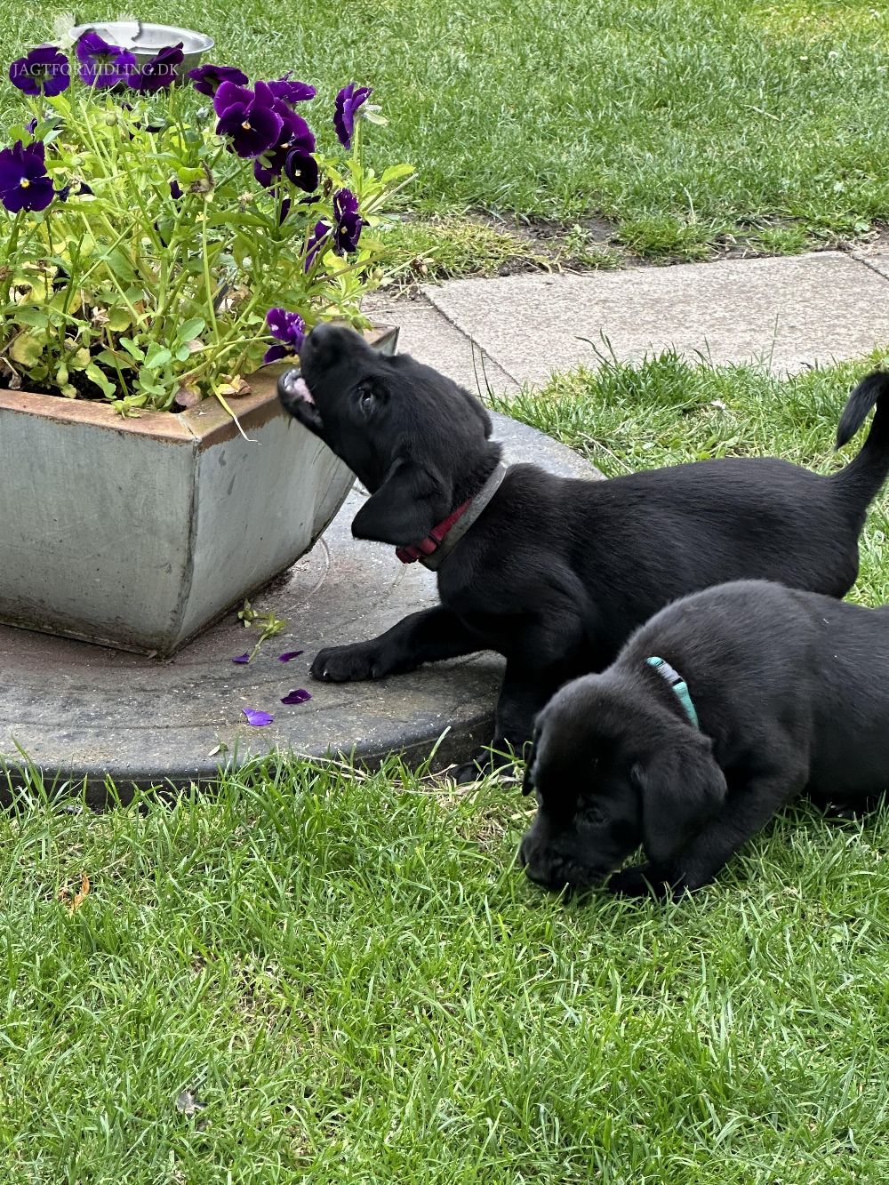 Formel -1 labrador til jagt og familie