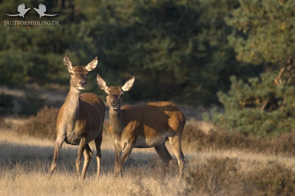 Trykjagt i Tyskland med NC Jagt