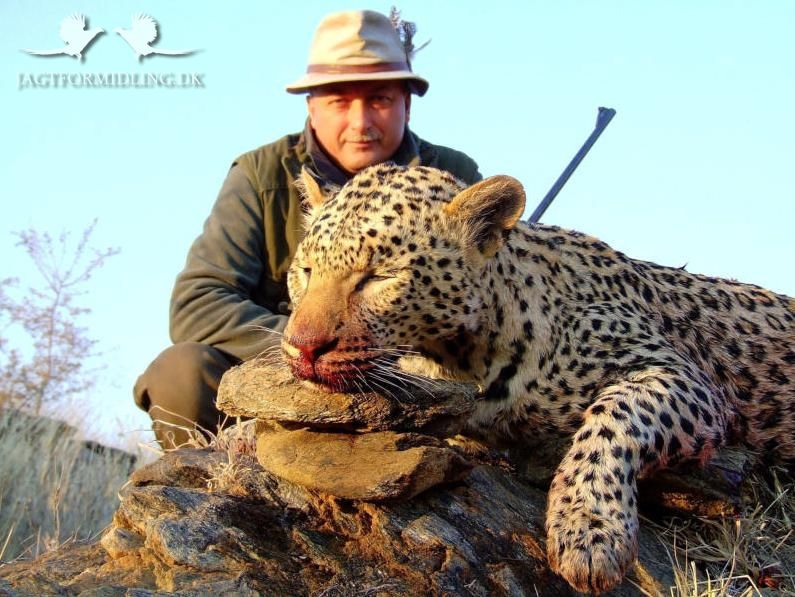 Leopard-jagt i det sydlige Namibia