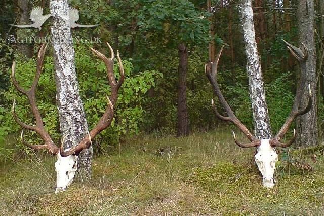 Red stag hunt in Poland stag 5 kg included near DE