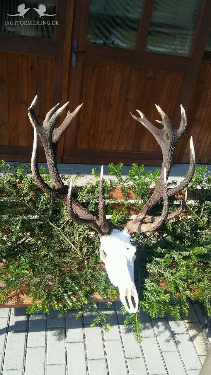 Red stag hunt in Poland stag 5 kg included
