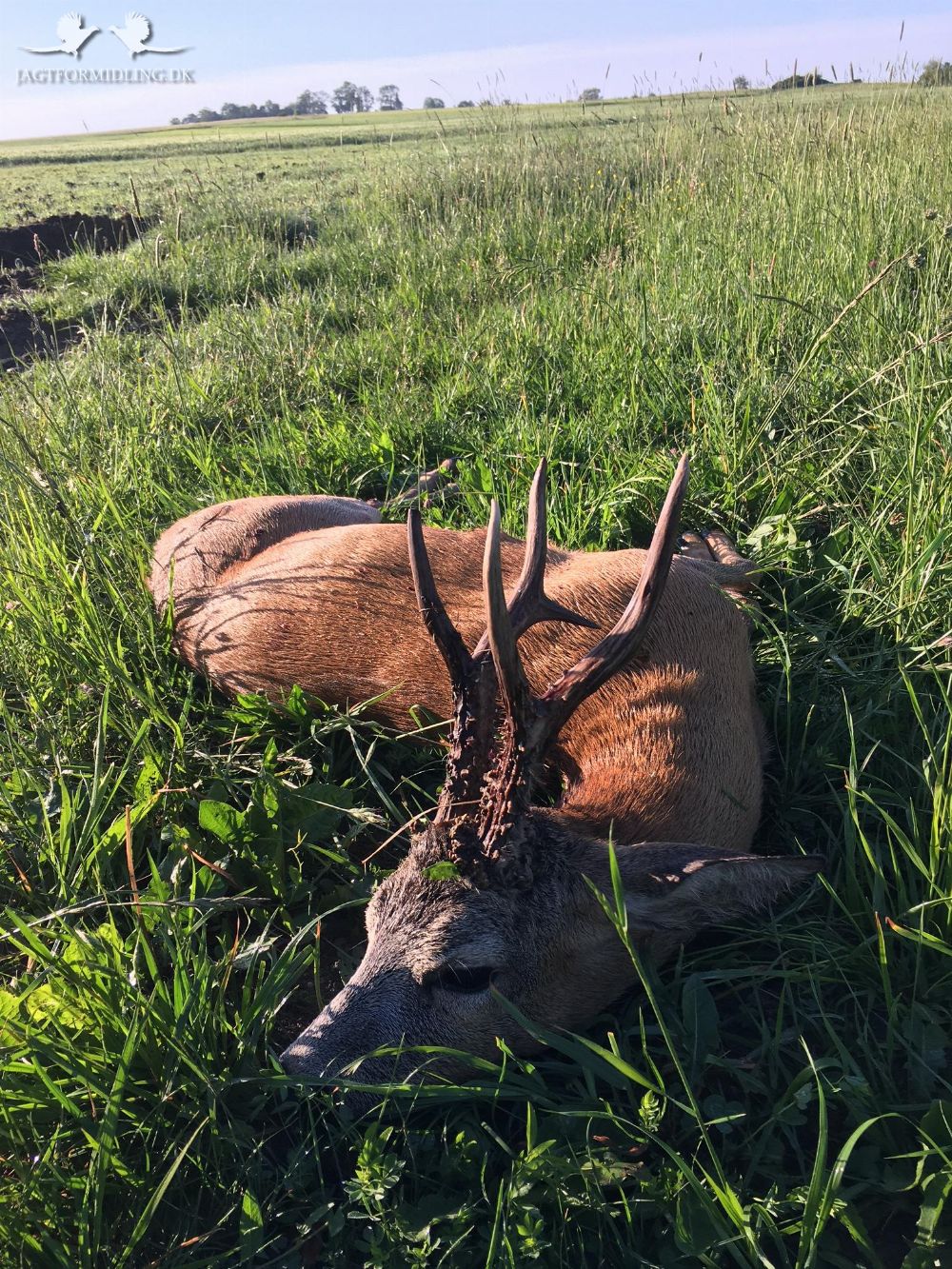 Roebuck hunt in Poland