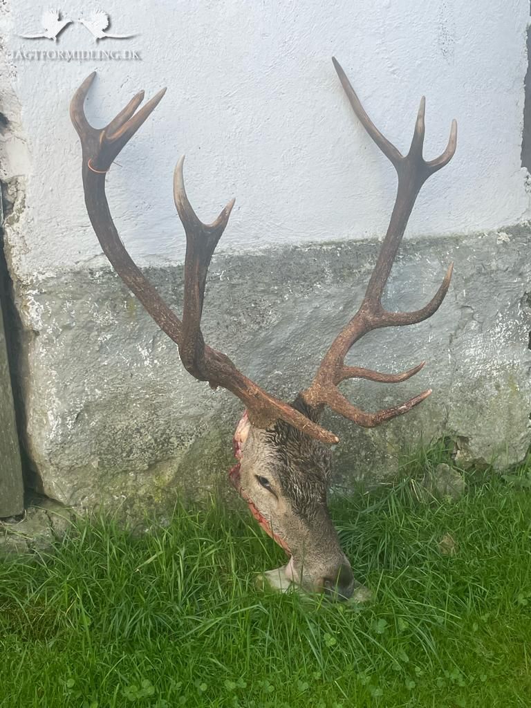 Red stag hunt in northern Poland - big stags