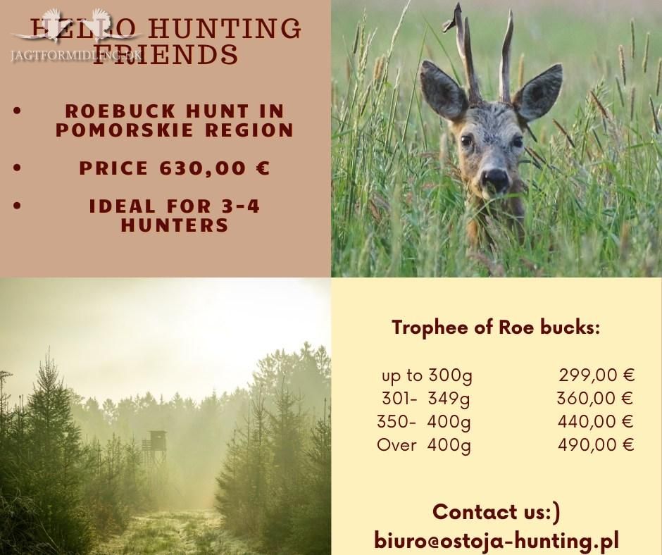 Roebuck hunt in Poland