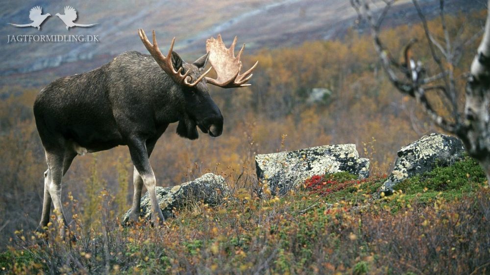 Eksklusiv jakt på voksen elg okse
