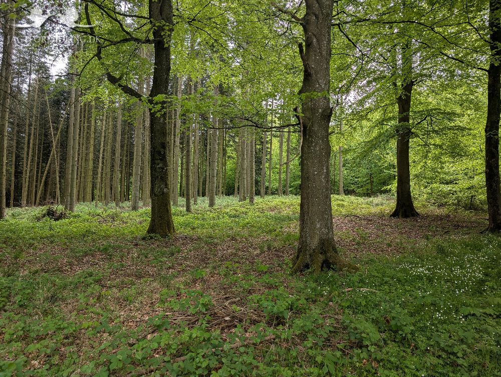 Skov 10 km vest for Kolding
