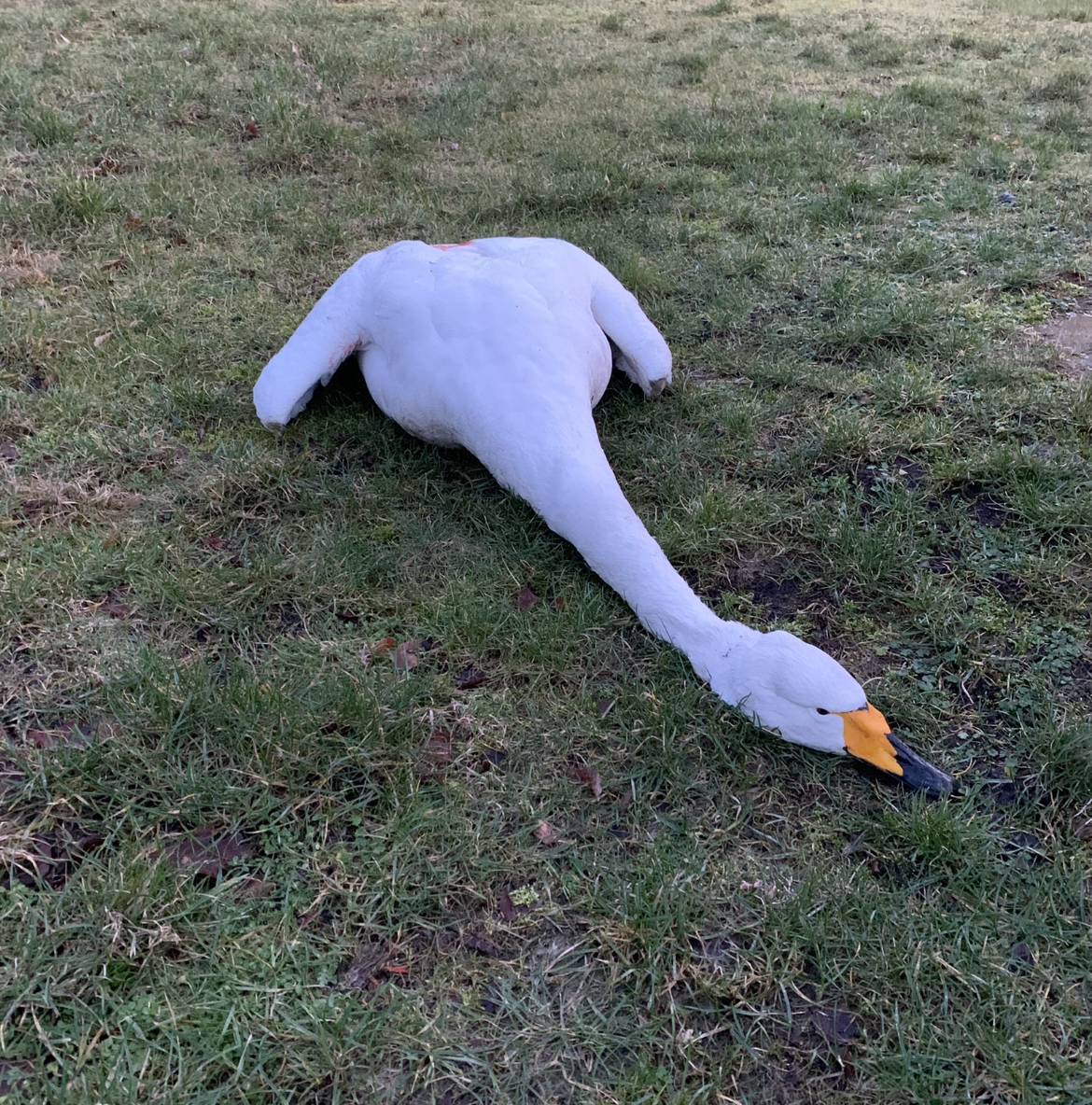 Regulering af sangsvaner