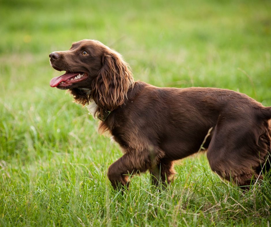 køb en Jagthund, hvad er skal du være opmærksom på